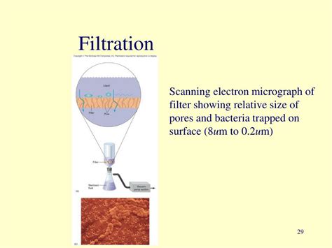 Ppt Foundations In Microbiology Powerpoint Presentation Free