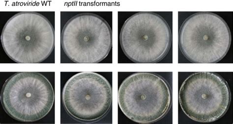 Generation Of Trichoderma Atroviride Mutants With Constitutively Activated G Protein Signaling