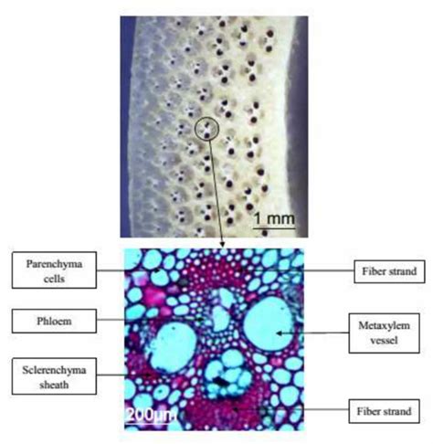 Distribution And Microstructure Of Vascular Bundles And Parenchyma Download Scientific Diagram