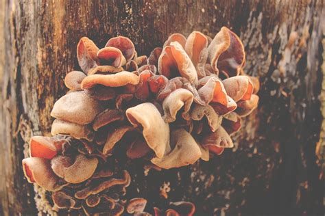 무료 이미지 나무 식물 목재 꽃잎 생기게 하다 가을 플로라 귀뚜라미 매크로 사진 굴 버섯 5184x3456 22970 무료 이미지 Pxhere