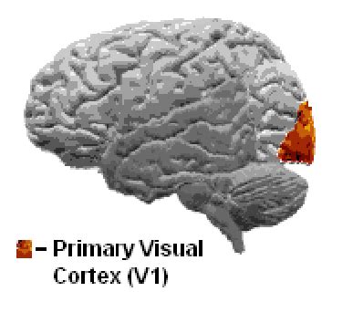 The Primary Visual Cortex Download Scientific Diagram