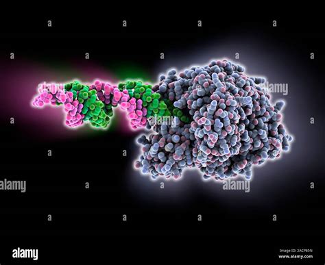 Rna Induced Silencing Complex Risc Molecular Model This Complex Consists Of A Bacterial
