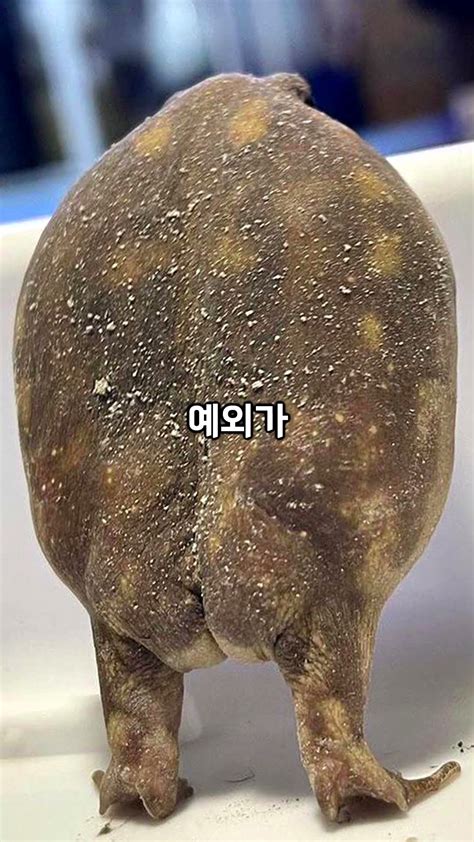 세상에서 가장 귀여운 개구리 Youtube