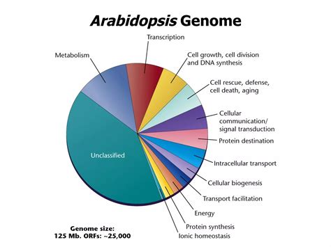 Genomics And Bioinformatics Ppt