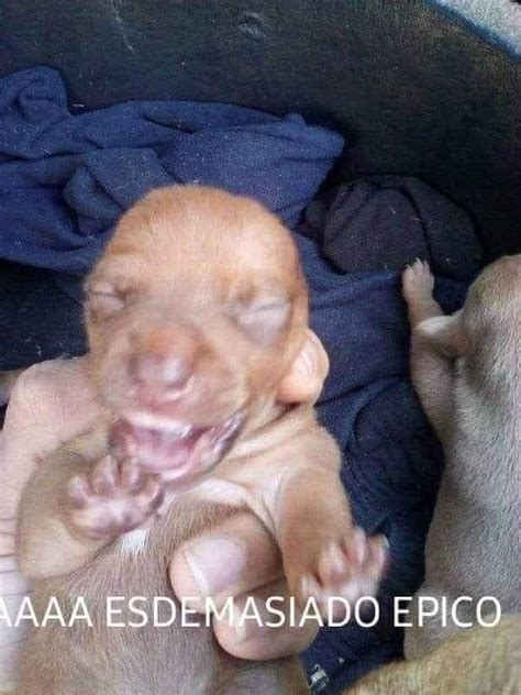 Demasiado Épico Cachorritos Recién Nacidos Adorables Cachorros
