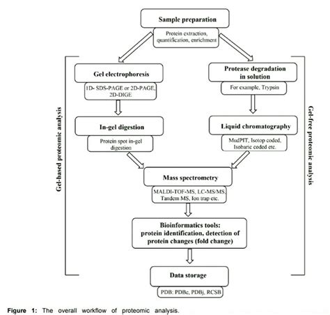 The Overall Workflow Of Proteomic Analysis Download Scientific Diagram