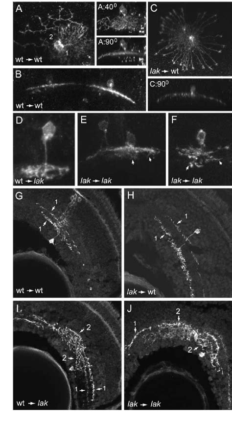 The Lak Gene Is Not Required Within Acs For Dendrite Morphogenesis Or
