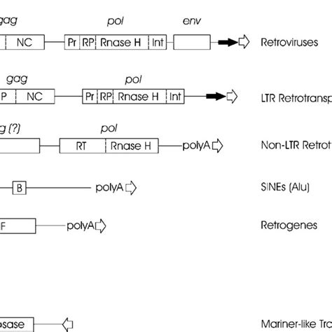 The Structure Of Different Human Transposable Elements Open Arrows Download Scientific Diagram