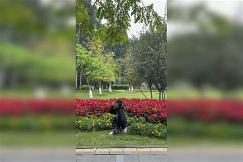 学校门口的花园太美啦吧！的花园