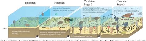 Figure 3 Trace Fossils In Cambrian Sedimentary Fabrics