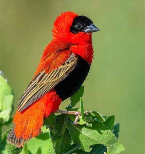 Male Northern Red Bishop Bird In Breeding Colors
