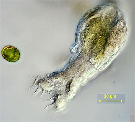 Cool Microscopic Organisms