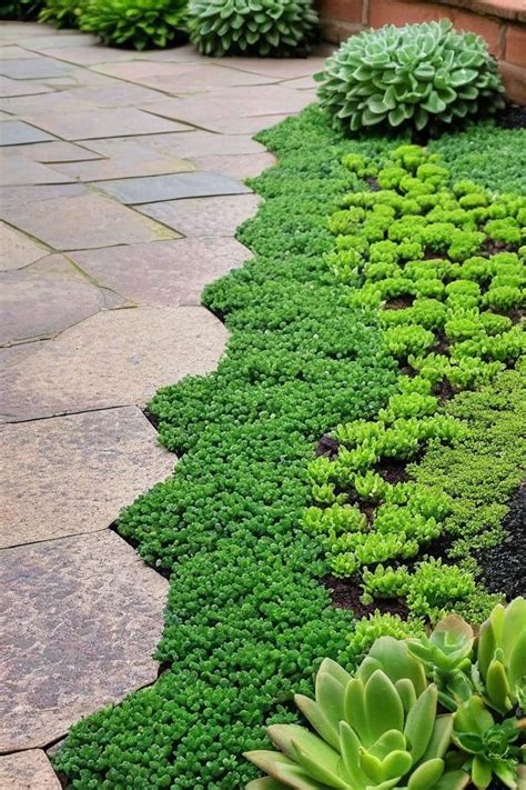 Best 13 11 Perennial Ground Cover Plants Artofit