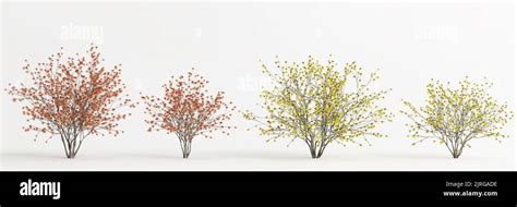 3d Illustration Of Set Hamamelis X Intermedia Tree Isolated On White