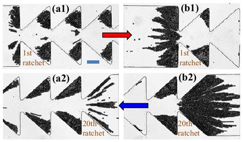 Snapshot Images Illustrating The Dielectrophoretic Patterning Of 10 µm