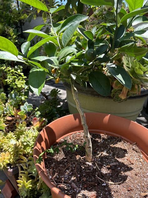 New Lemons Turning Yellow And Falling Off R Citrus