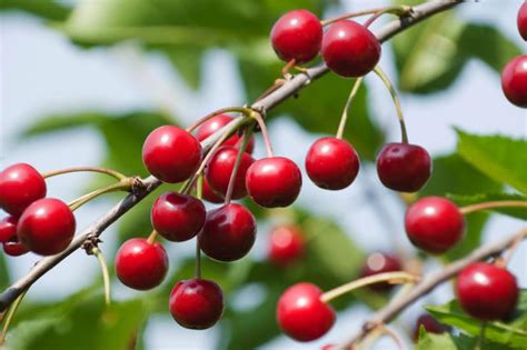 17 Different Types Of Cherries To Cook With Or Eat Fresh