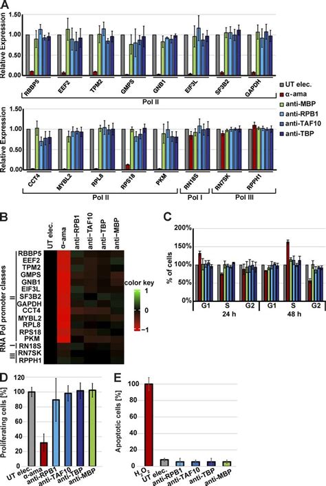 The Mabs Do Not Inhibit Premrna Transcription Cell Cycle Progression