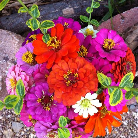 How To Arrange Zinnia Bouquet At Irving Sandoz Blog
