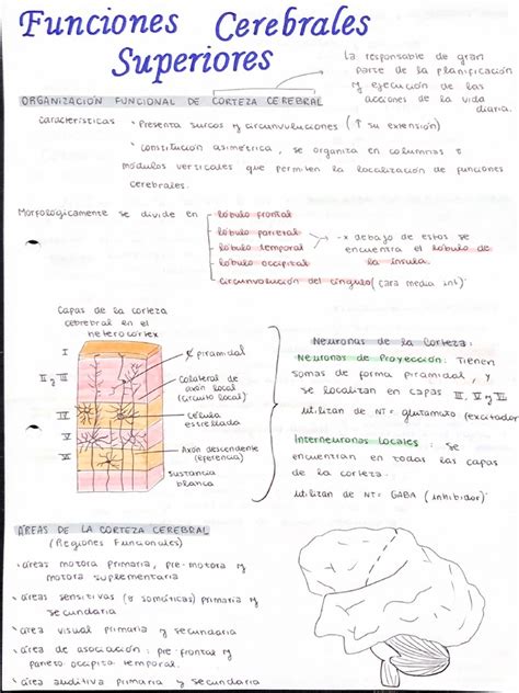 Funciones Cerebrales Superiores | PDF