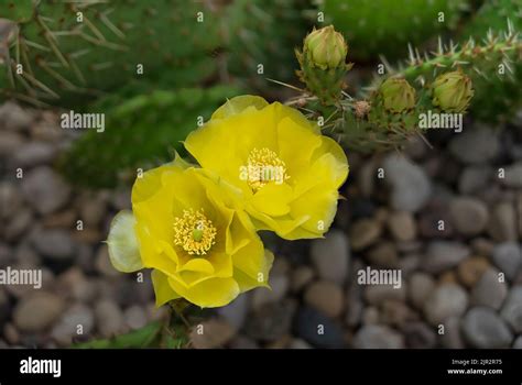 Yellow Prickly Pear Cactus Flowers In A Rock Garden In Winkler