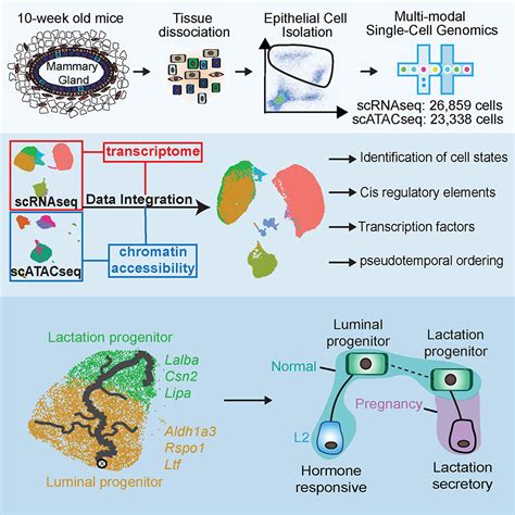 Integrated Single Cell Transcriptomics And Chromatin Accessibility Analysis Reveals Regulators