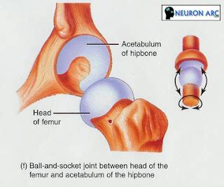 Hiphoplife Ball And Socket Joint