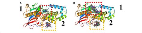 Blind Docking Virtual Screening Of Fophy Protein Using Autodock Vina