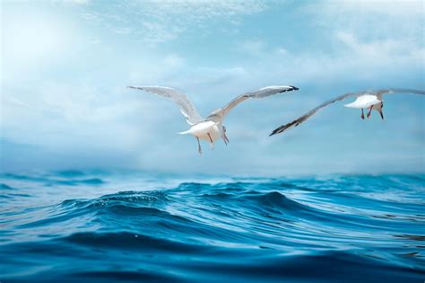 갈매기 선박 바다 Pixabay의 무료 사진