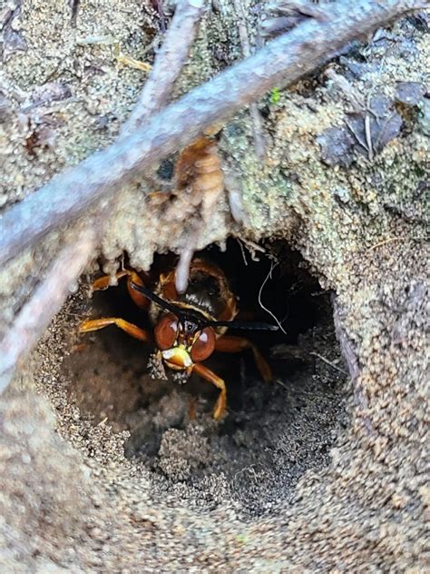 Species Of The Month Eastern Cicada Killer August 2023 Long Point Basin Land Trust