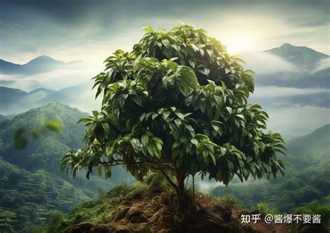 咖啡豆的咖啡因含量排名及原因 知乎