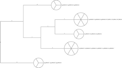 Single Nucleotide Polymorphism Snp Differences In Mrsa For Wild Type