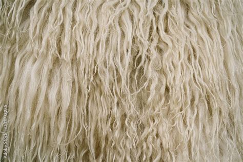 Sheep Skin Texture Sheepskin Background White Wool Texture Background Natural Fluffy Fur