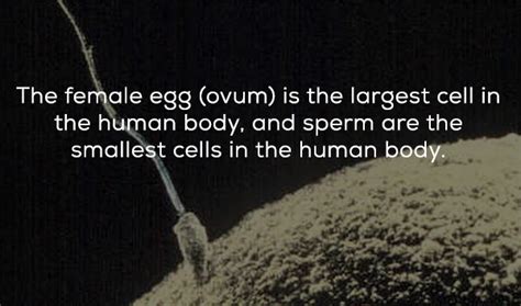 17 Scientific Sex Facts To Get You In The Mood Ftw Gallery Ebaums