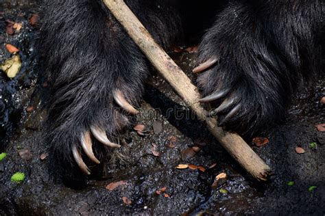 Asian Black Bear Stock Photo Image Of Nature Mammal 117167962