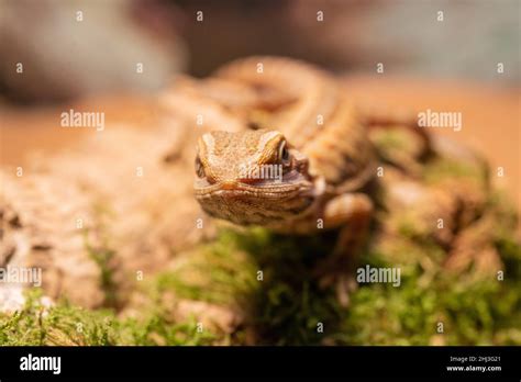 Australian Bearded Dragon Lizard Agama Lizard Lies On A Log On Wood