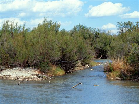 plants of texas rangelands saltcedar tamarisk