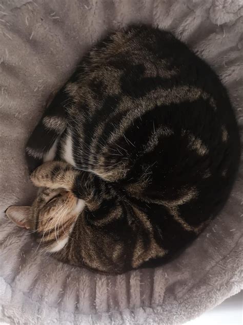 Its Not Real Rfakedcatpics