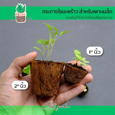 กระถางใยมะพร้าว รุ่น เพาะเมล็ด 1 20ใบ และ 2 10ใบ แข็งแรง โปร่ง ราก