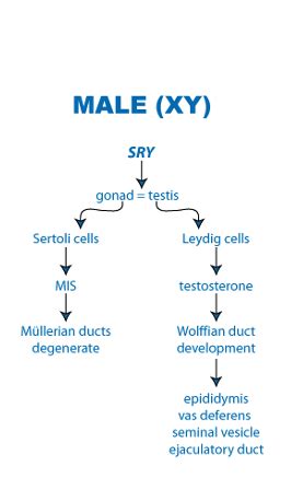 HBG Reproductive System Flashcards Quizlet