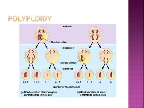 92 Speciation How Species Form Ppt Download