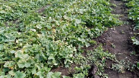 огурец (корнишон) ардия ф1, от bejo - YouTube