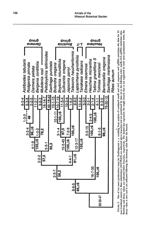One Of Two Most Parsimonious Trees For Saxifragaceae S S Resulting