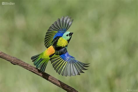 Tangara Seledon Green Headed Tanager By Jorge Lucas • Birdier