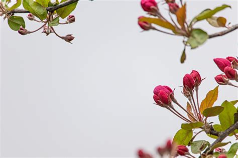 섬세 한 분홍색 미개봉 체리 또는 애플 버드 닫습니다 이른 봄의 시작 텍스트 공간이 있는 회색 배경입니다 봄 방학 엽서 0명에 대한 스톡 사진 및 기타 이미지 Istock