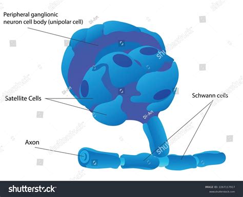 satellite cells found sensory autonomic ganglia stock vector royalty