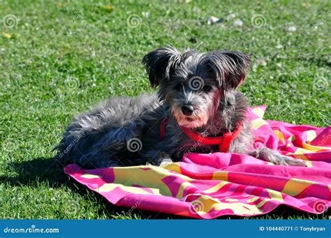 A Poodle In The Grass Sunbathing Stock Image Image Of Sunbathe