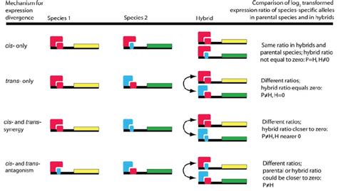 Characterization Of Cis And Trans Contributions To Expression