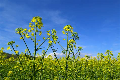 Raps Kreuz Apotheke In 33602 Bielefeld