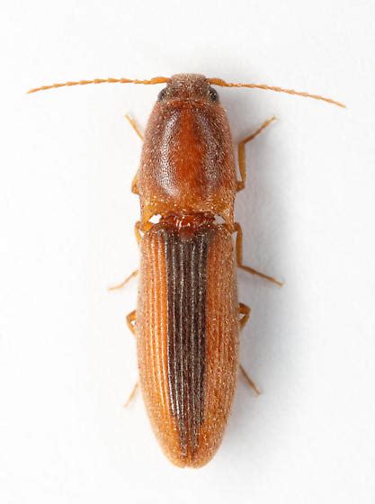 Conoderus Bugguide Net